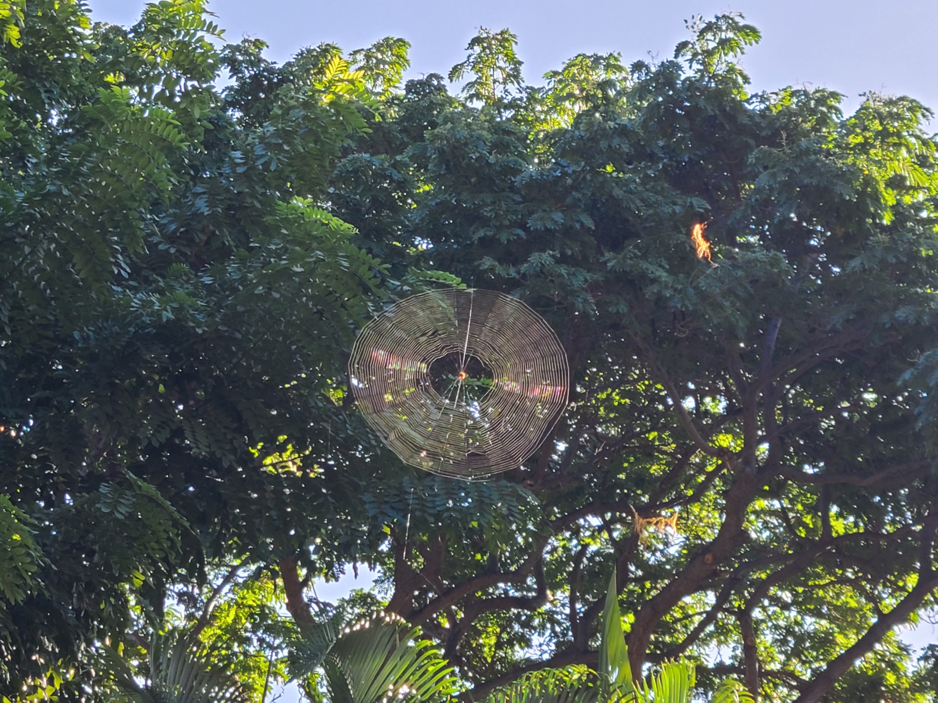 Photo of the Day: Glowing Orb | News, Sports, Jobs - Maui News